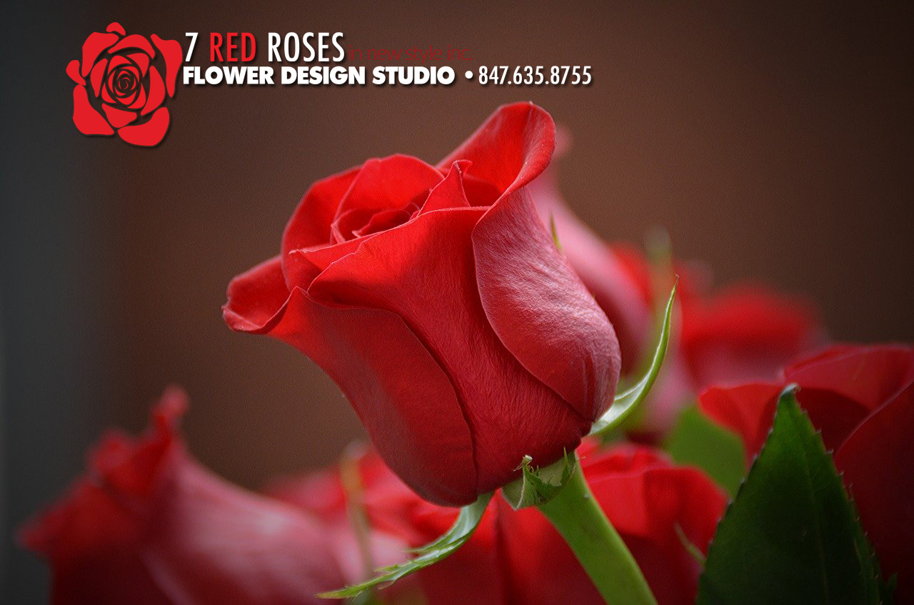 Seven Red Roses | Flower Studio | Boutique Florist | in Des Plaines, IL